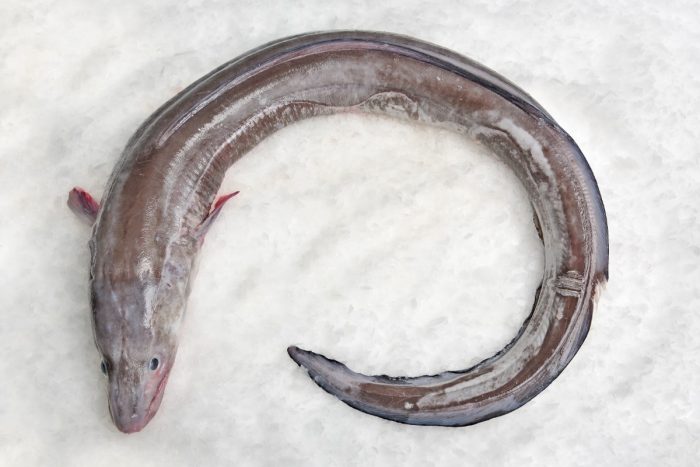 Congrio - Peixexpres